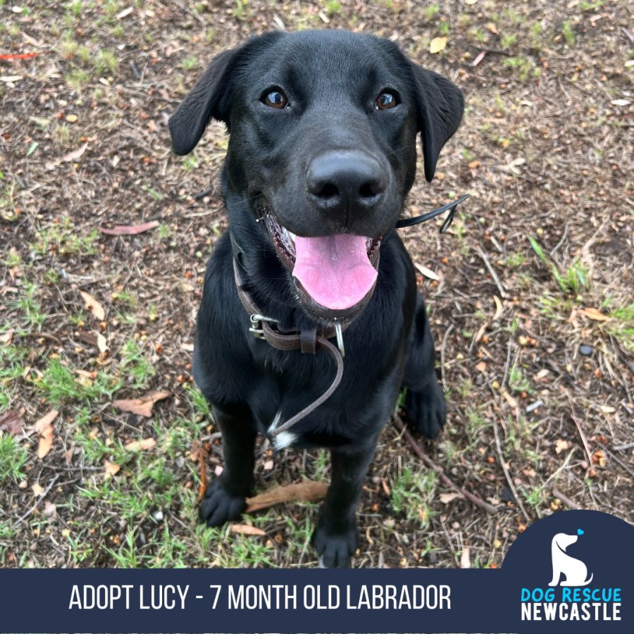 Lucy - 7 Month Old Labrador (Trial) - Medium Female Labrador Mix Dog in ...