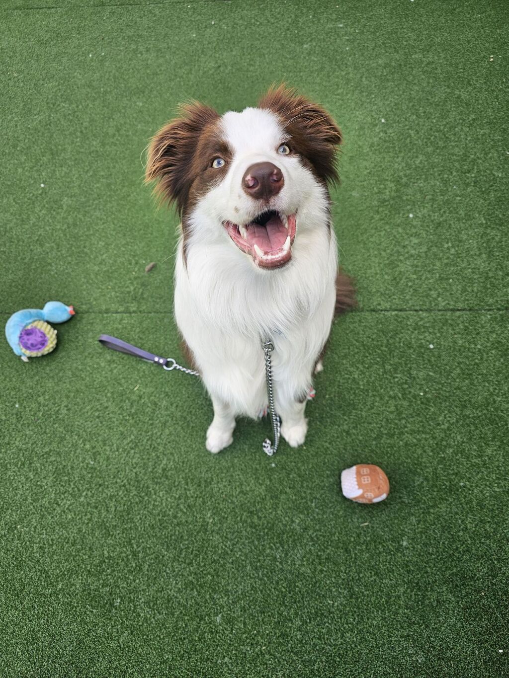 Rocky - Medium Male Border Collie Dog in VIC - PetRescue