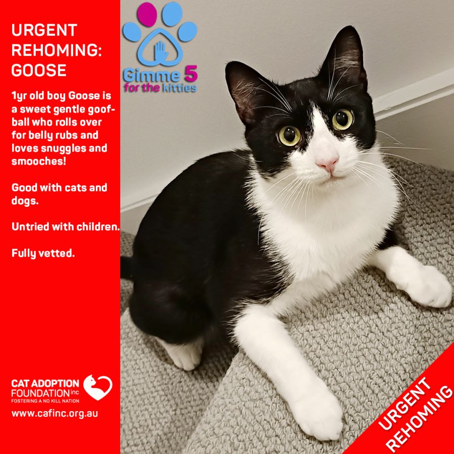 Goose Private Rehoming No Charge! - Male Domestic Short Hair Cat in SA ...