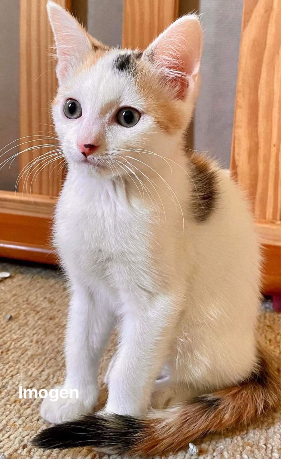 Imogen - Female Domestic Short Hair Cat in QLD - PetRescue