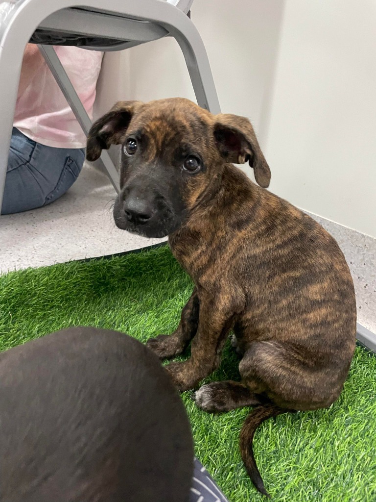 Remi - Medium Female Mixed Breed Dog in NSW - PetRescue