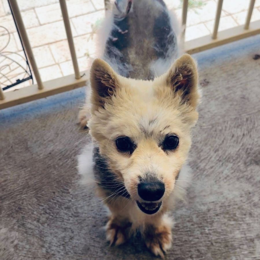 Benji - Small Male Spitz Dog in NSW - PetRescue