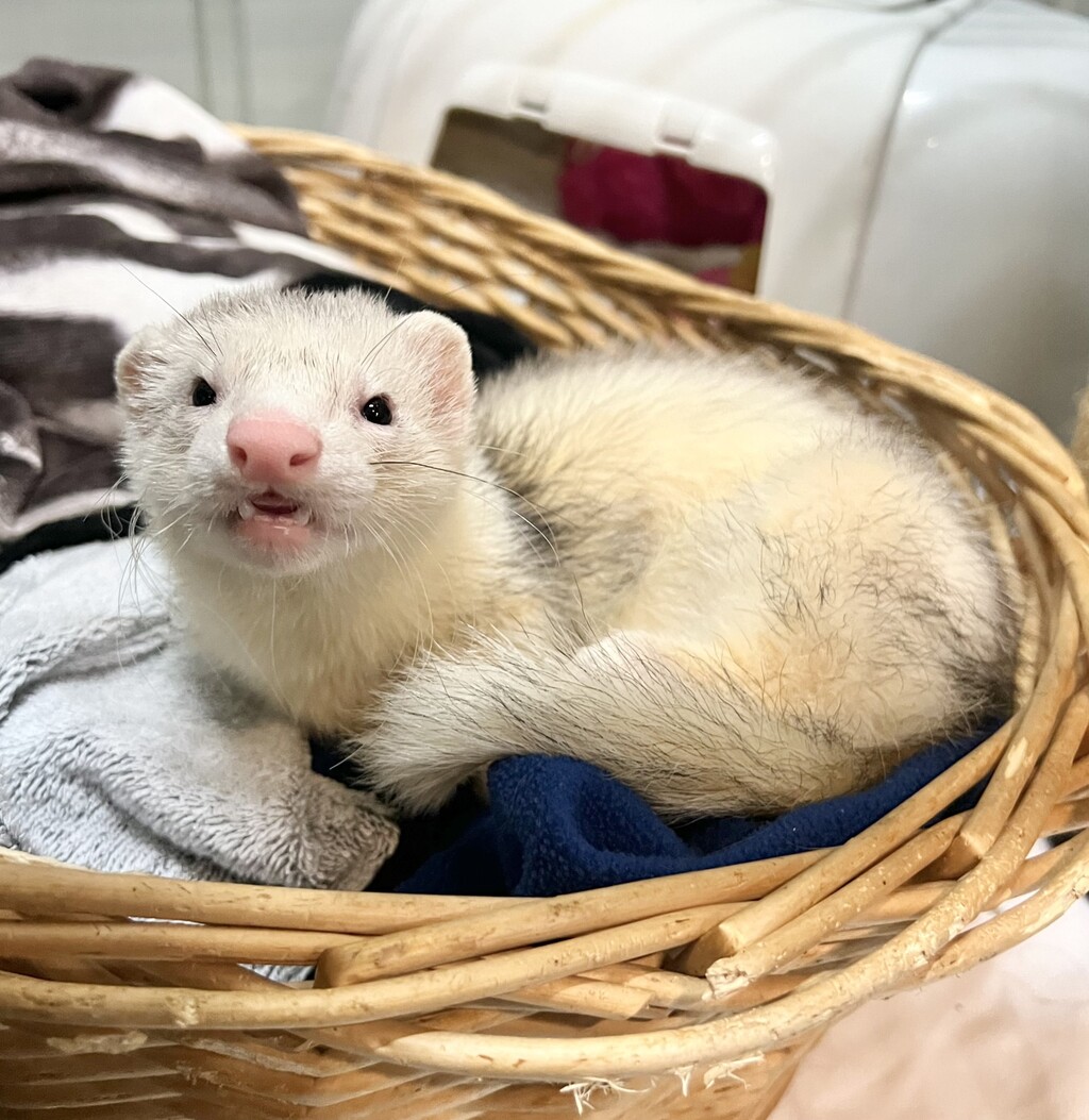 Django - Male Ferret Rodent in VIC - PetRescue