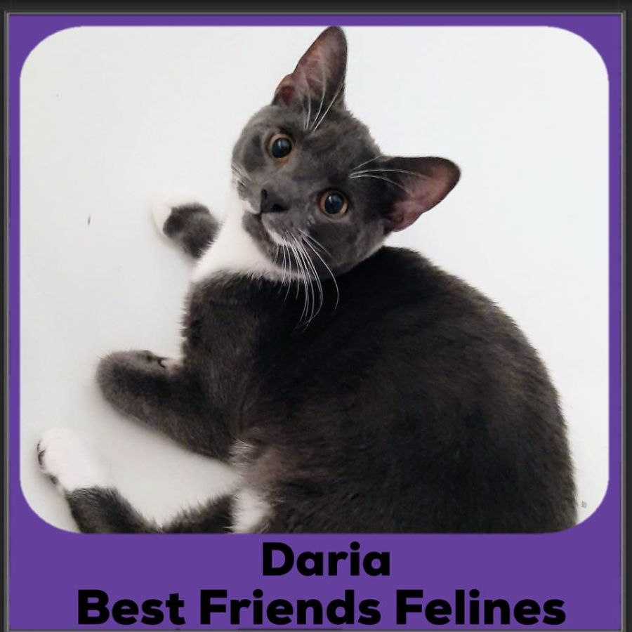 Daria - Female Domestic Short Hair Cat in QLD - PetRescue