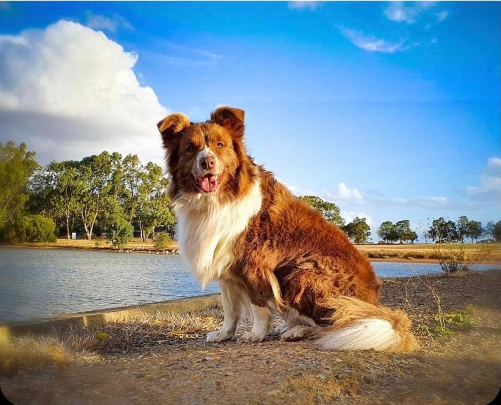 Emma - Medium Female Border Collie Dog in VIC - PetRescue