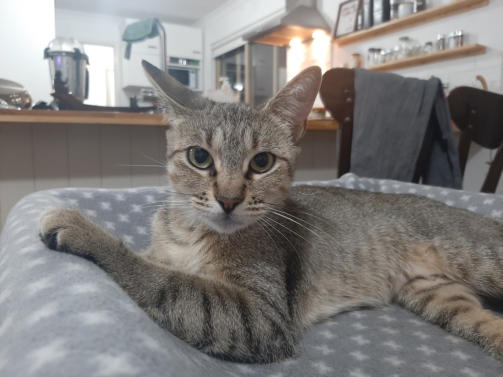 Peggy Puma - Female Domestic Short Hair Mix Cat in WA - PetRescue