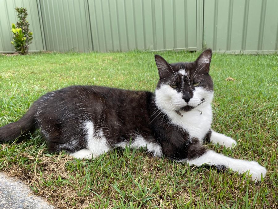 Duke - Male Manx Mix Cat in NSW - PetRescue