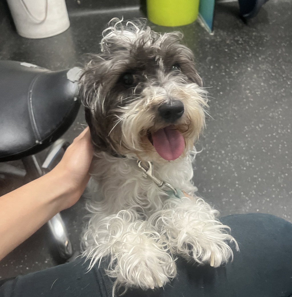 Maxxy - Medium Male Maltese x Poodle Standard Dog in VIC - PetRescue