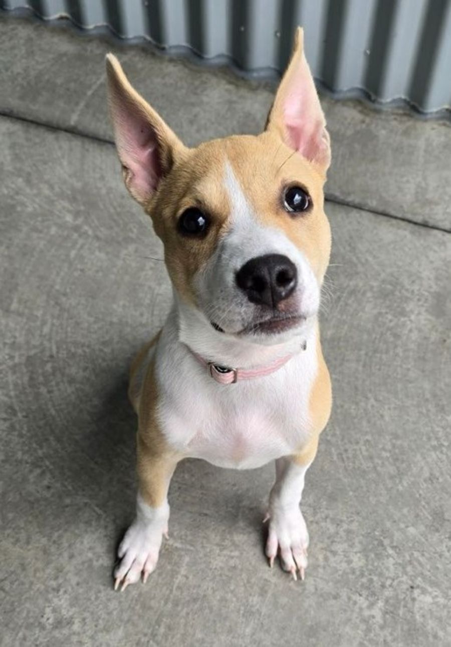 Squirt - Medium Female Staffordshire Bull Terrier Mix Dog in NSW - PetRescue