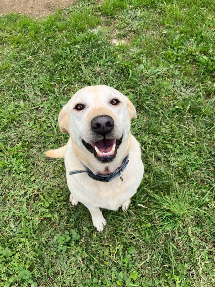 Archie - Medium Male Labrador Dog in NSW - PetRescue