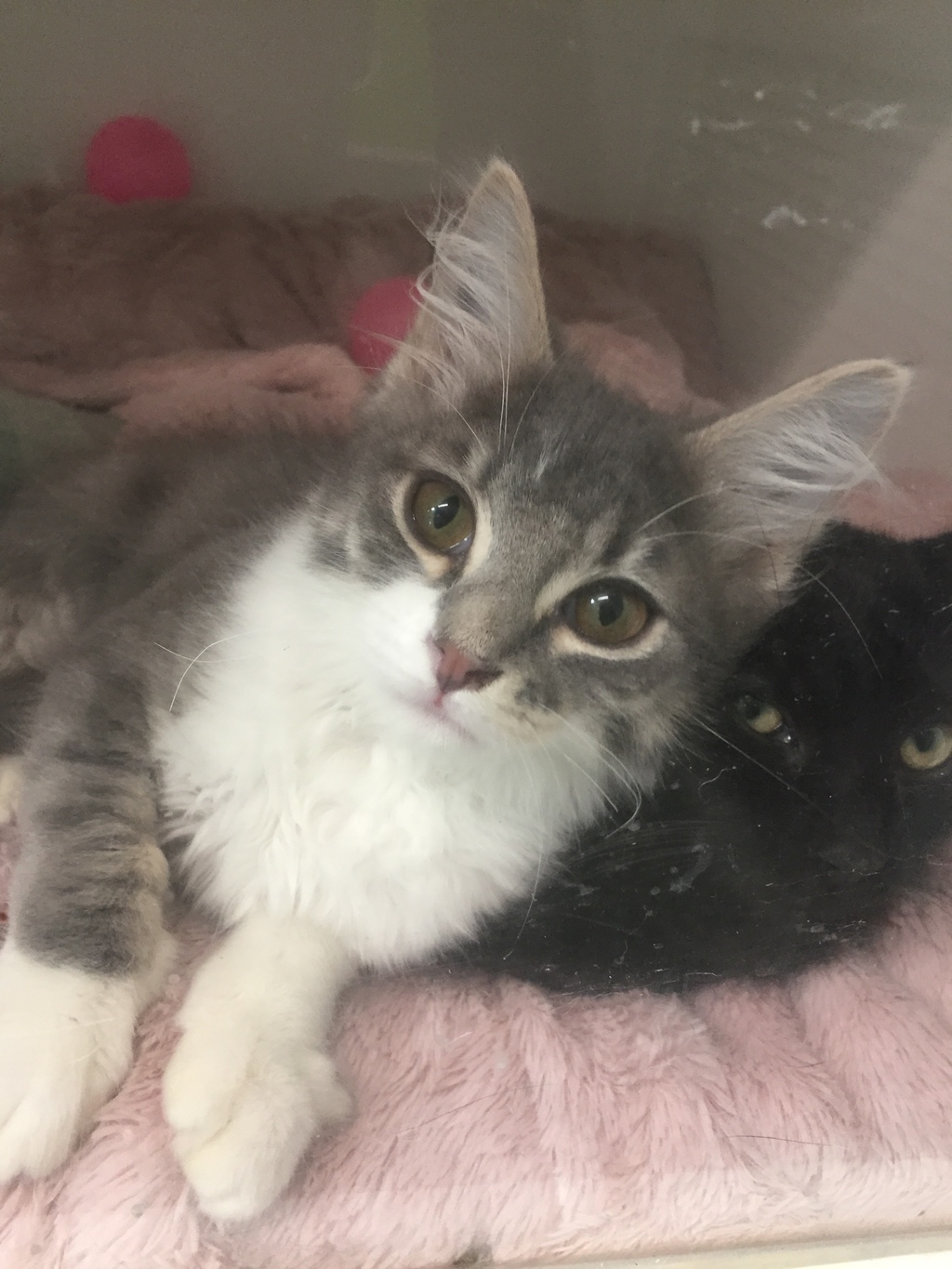 Mishy - Female Domestic Short Hair Mix Cat in VIC - PetRescue