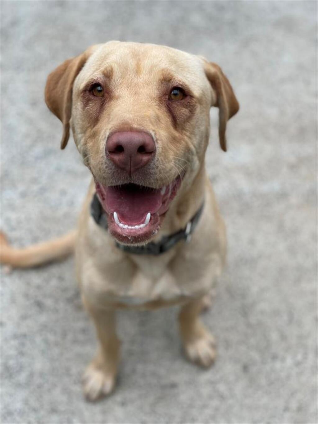 Sol - Medium Female Labrador x Rhodesian Ridgeback Mix Dog in VIC ...