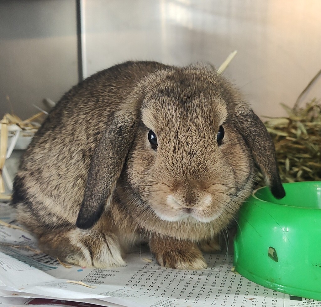 Dorothy - Female Mini Lop Rabbit in VIC - PetRescue
