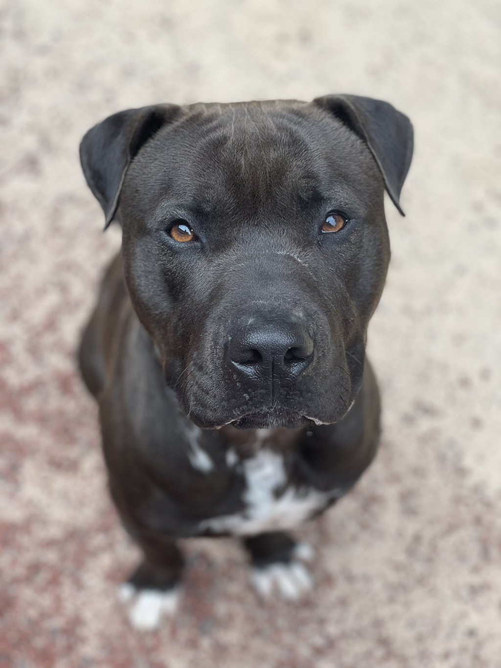 Troy - Large Male American Bulldog x American Staffordshire Terrier Mix ...