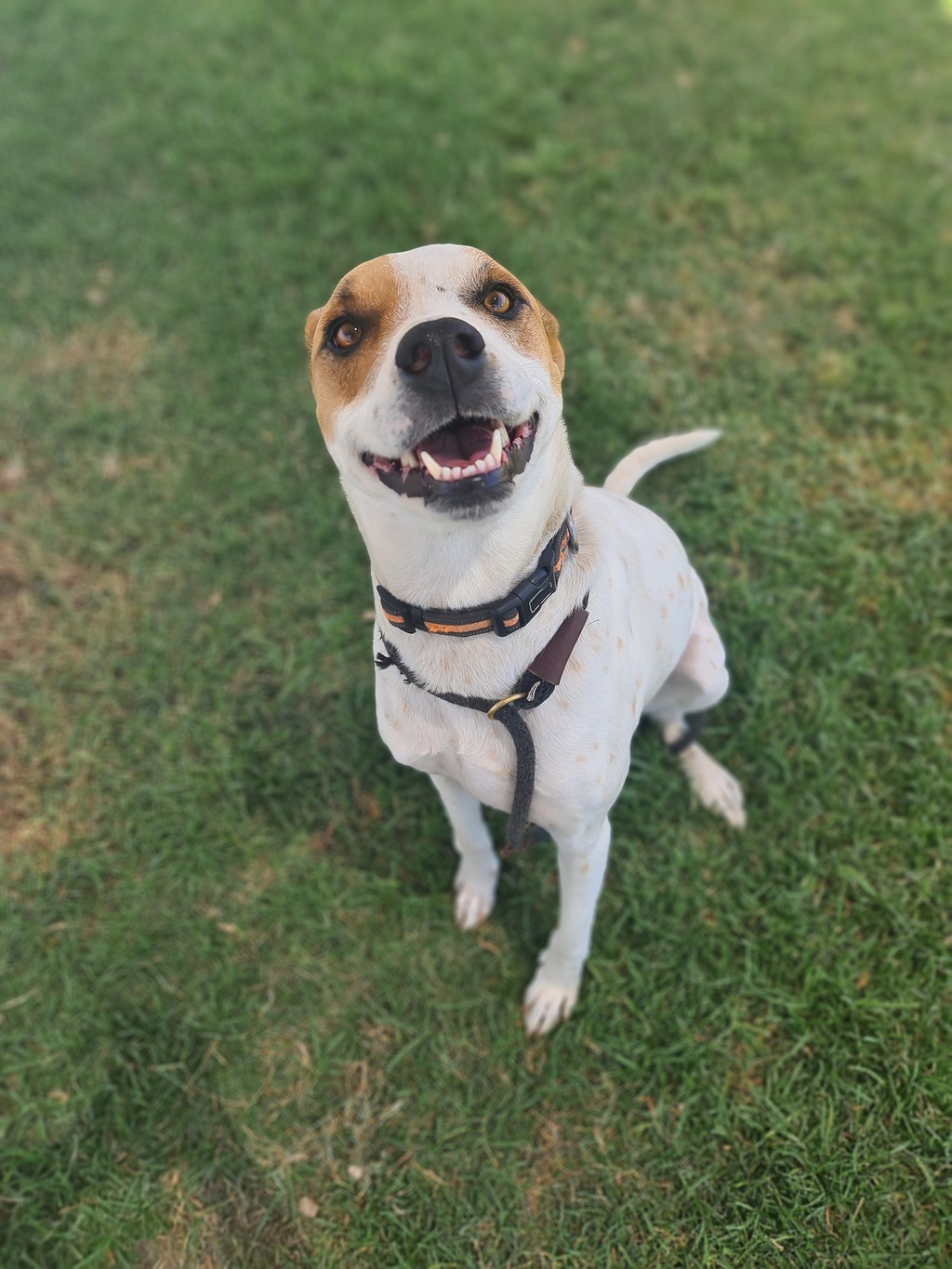 Daisy - Medium Female Rhodesian Ridgeback Mix Dog in VIC - PetRescue