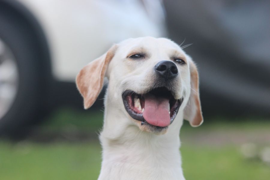 Sweety - Medium Female Labrador Mix Dog in NSW - PetRescue