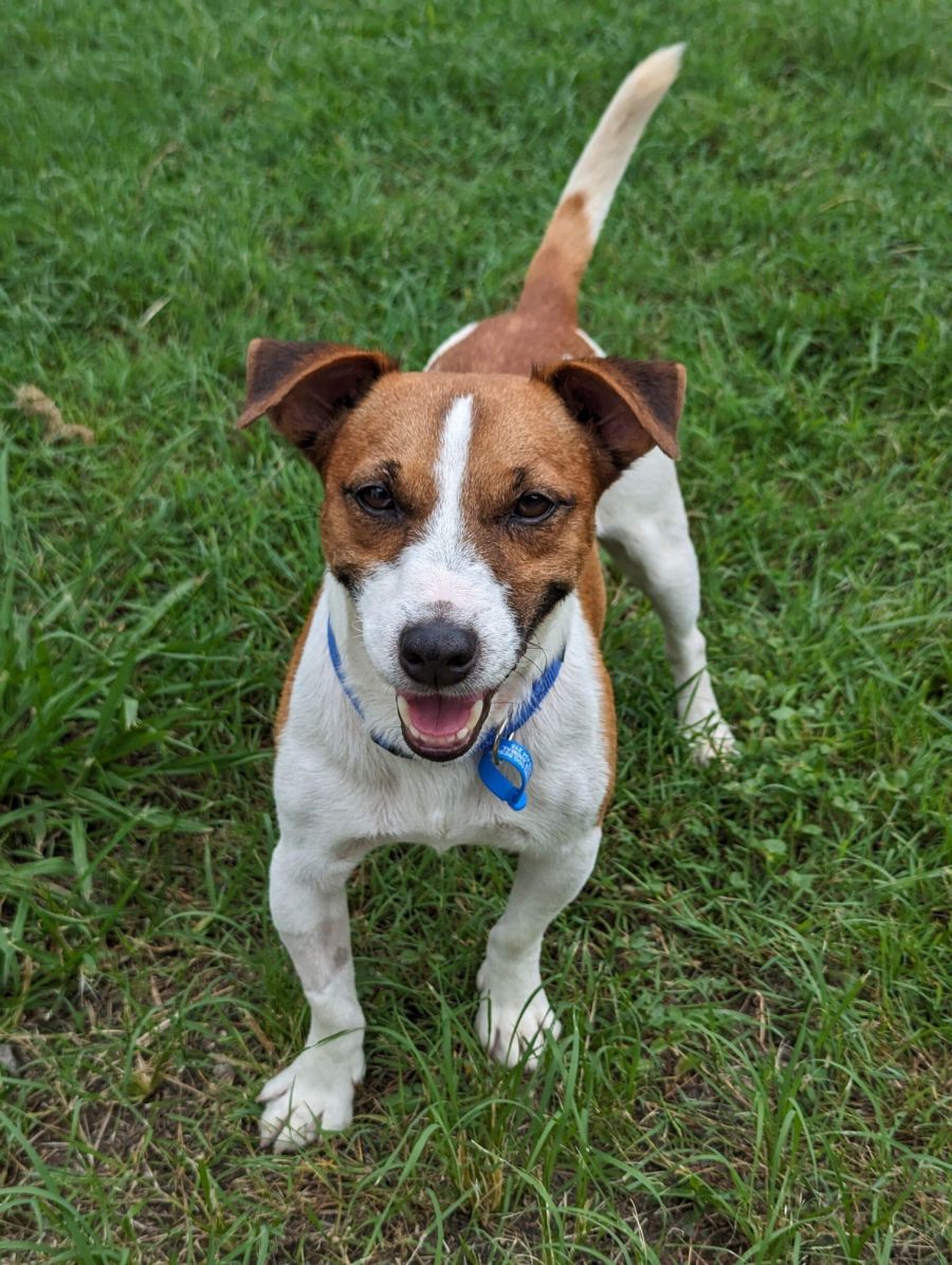 Marlin - Small Male Jack Russell Terrier Dog in QLD - PetRescue