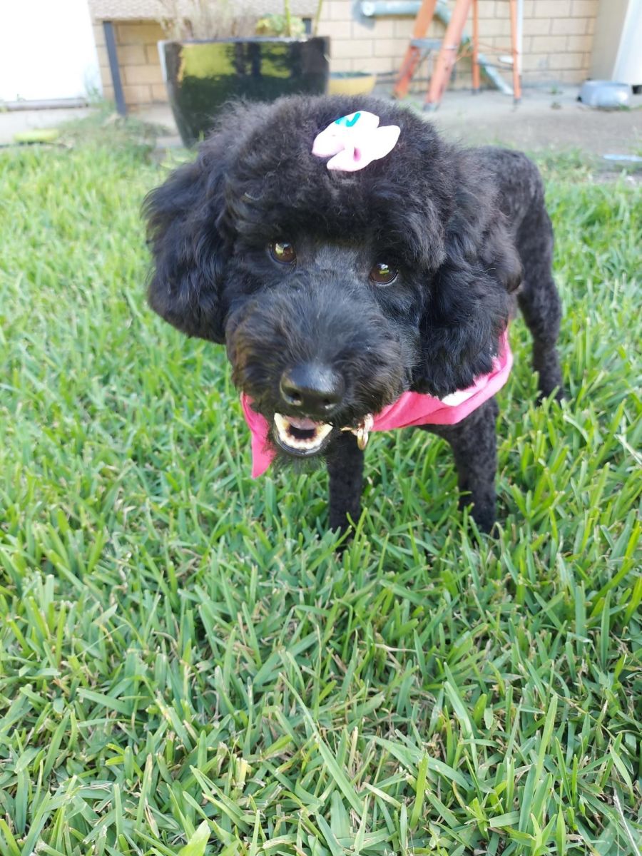 Minnie - Small Female Poodle Dog in QLD - PetRescue