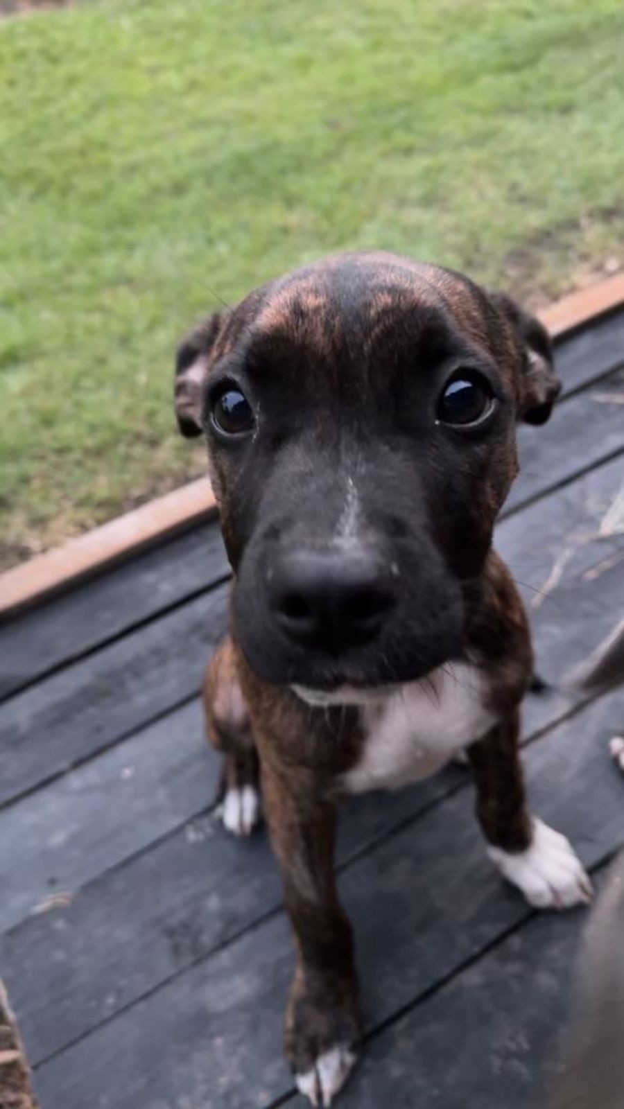 Zephyr - Medium Male Staffy Mix Dog in QLD - PetRescue