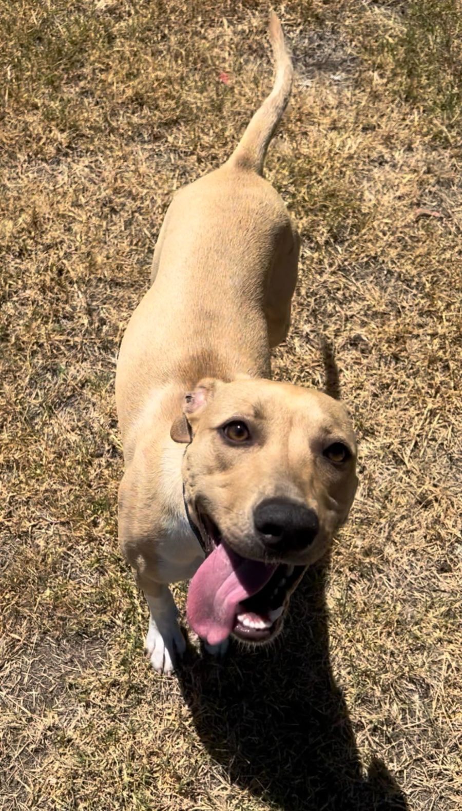 Izzy - Medium Female Staffy Mix Dog in VIC - PetRescue