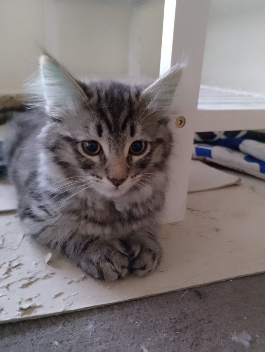 Zar - Male Domestic Medium Hair Cat in SA - PetRescue