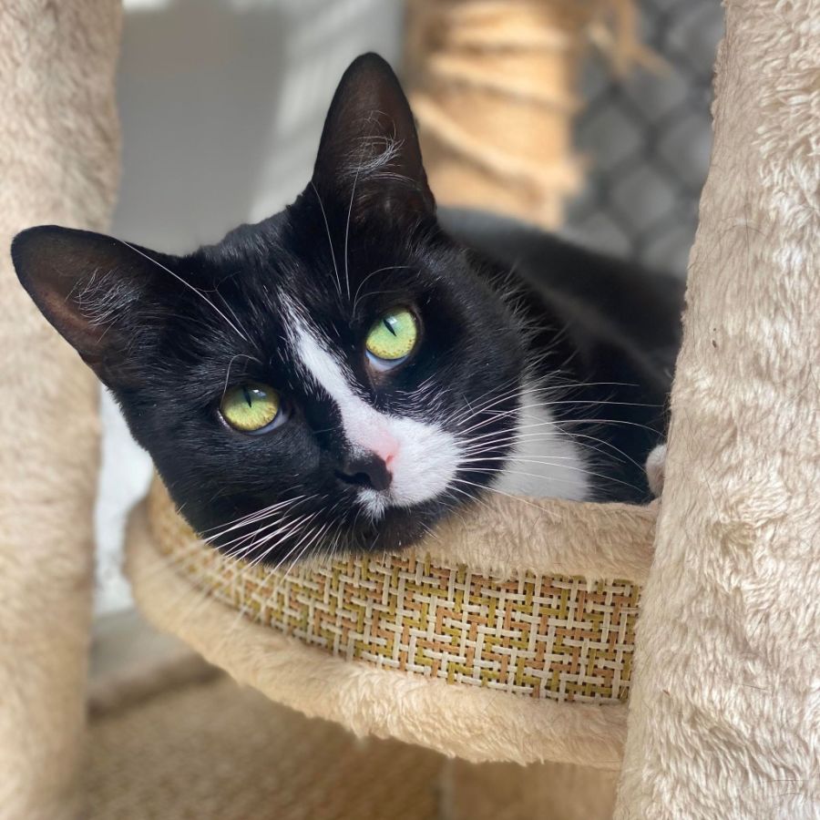 Stumpy - Female Domestic Short Hair Cat in VIC - PetRescue