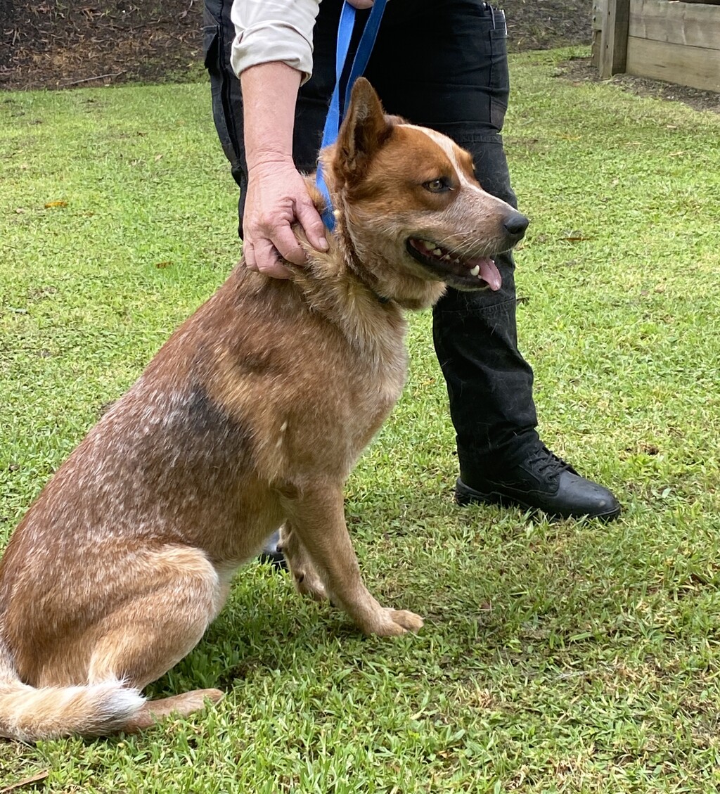 Clancy - Medium Male Australian Cattledog Mix Dog in NSW - PetRescue