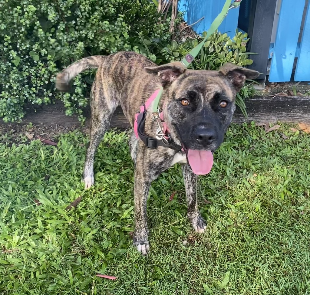 Remi - Medium Female American Bulldog x Boxer Mix Dog in QLD - PetRescue
