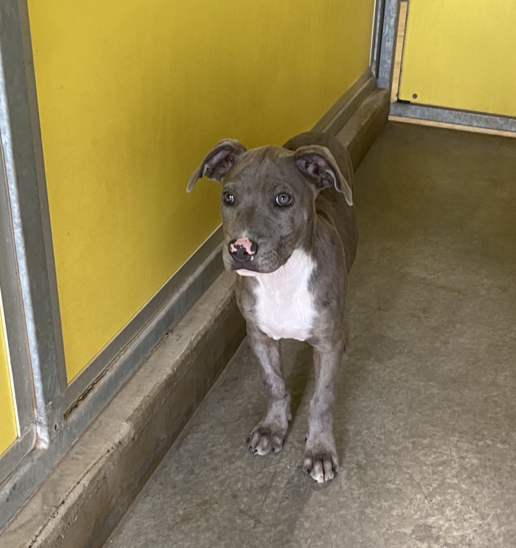 Bethany - Medium Female Bull Arab x Great Dane Mix Dog in QLD - PetRescue