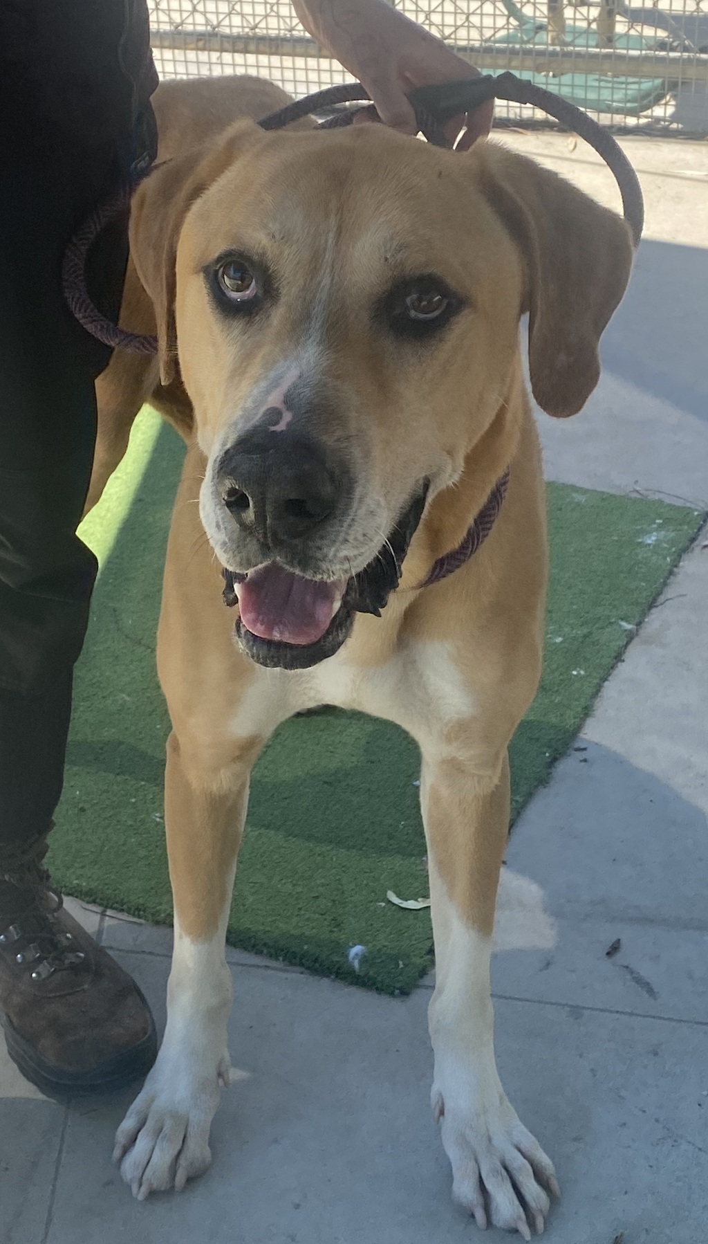 Bentleigh - Large Male Great Dane x Rhodesian Ridgeback Mix Dog in VIC ...