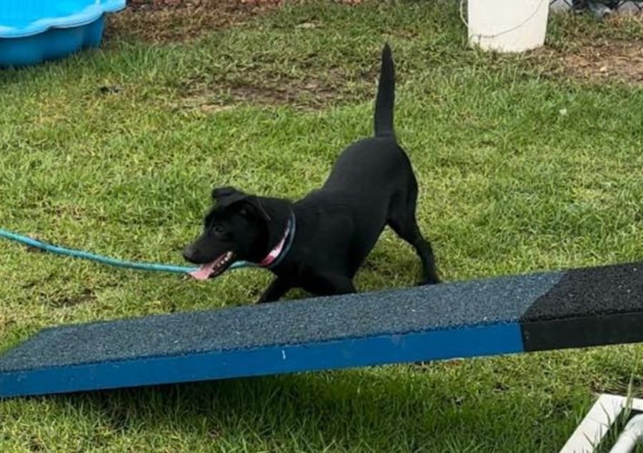 Luna imp 2529 - Medium Female Kelpie Dog in NSW - PetRescue