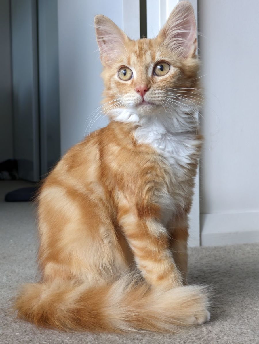 Pheonix - Male Domestic Long Hair Cat in NSW - PetRescue