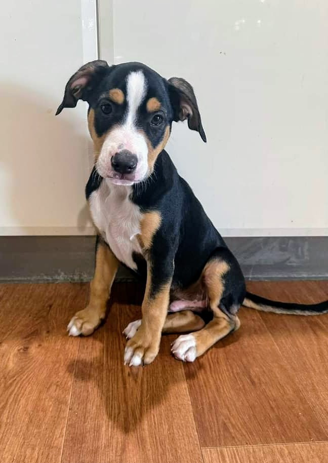 Sieben - Large Male Staffordshire Bull Terrier Mix Dog in WA - PetRescue