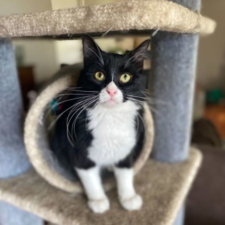 You've adopted a cat - here's what to expect post-adoption - PetRescue