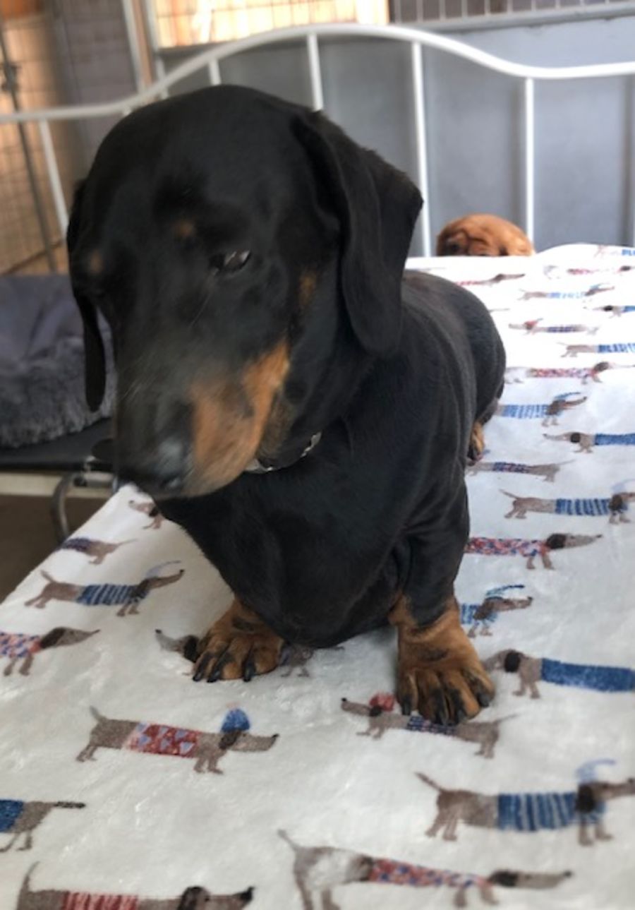 Fritzi - Small Male Dachshund Dog in VIC - PetRescue