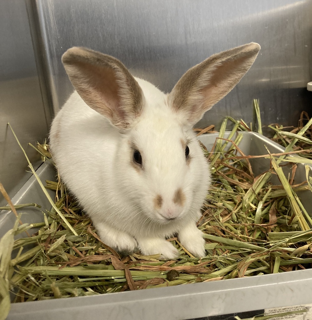 Grace - Female Bunny Rabbit Mix Rabbit in WA - PetRescue