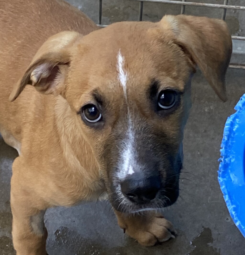 june - Large Female Bullmastiff x Rhodesian Ridgeback Mix Dog in QLD ...