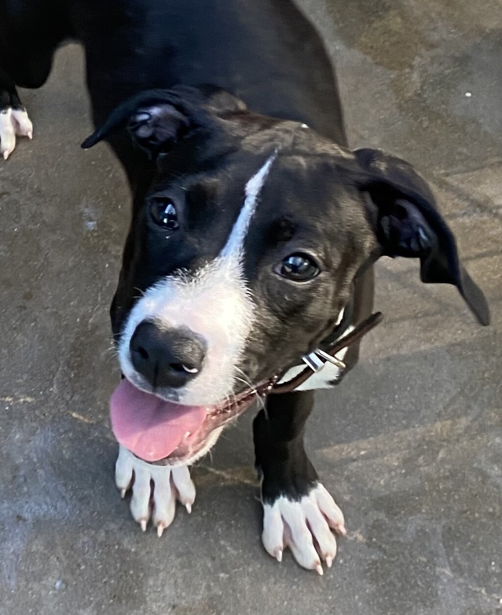 Snoopy - Small Female Bull Arab Mix Dog in QLD - PetRescue