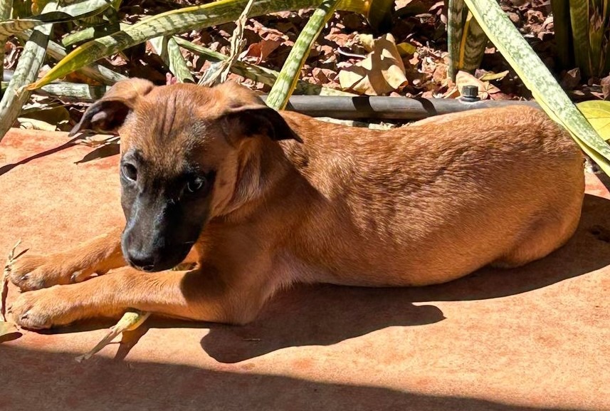 Pip - Small Female Mixed Breed Dog in WA - PetRescue