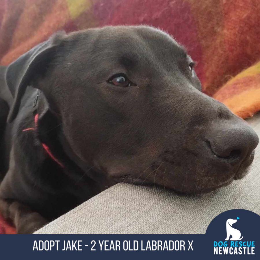 Jake - 2 Year Old Labrador X (Trial) - Medium Male Labrador Mix Dog in NSW - PetRescue