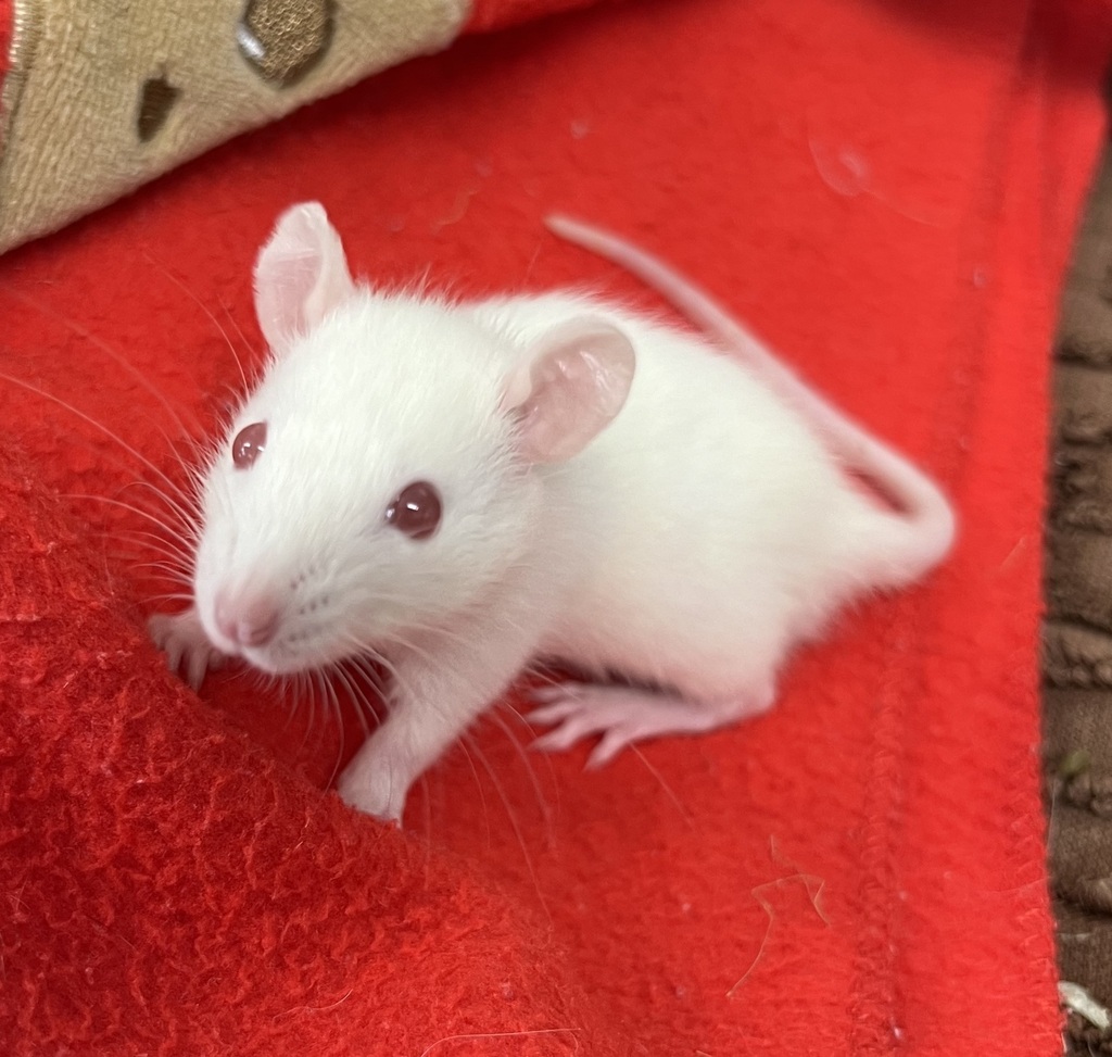 Gus-Gus - Male Rat Mix Rodent in ACT - PetRescue
