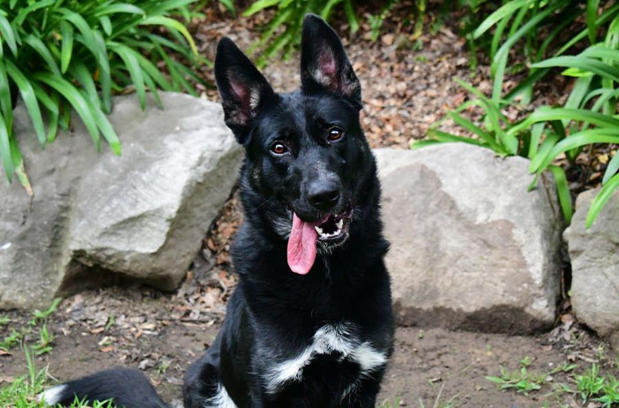 Reagan - Large Female German Shepherd Mix Dog in NSW - PetRescue