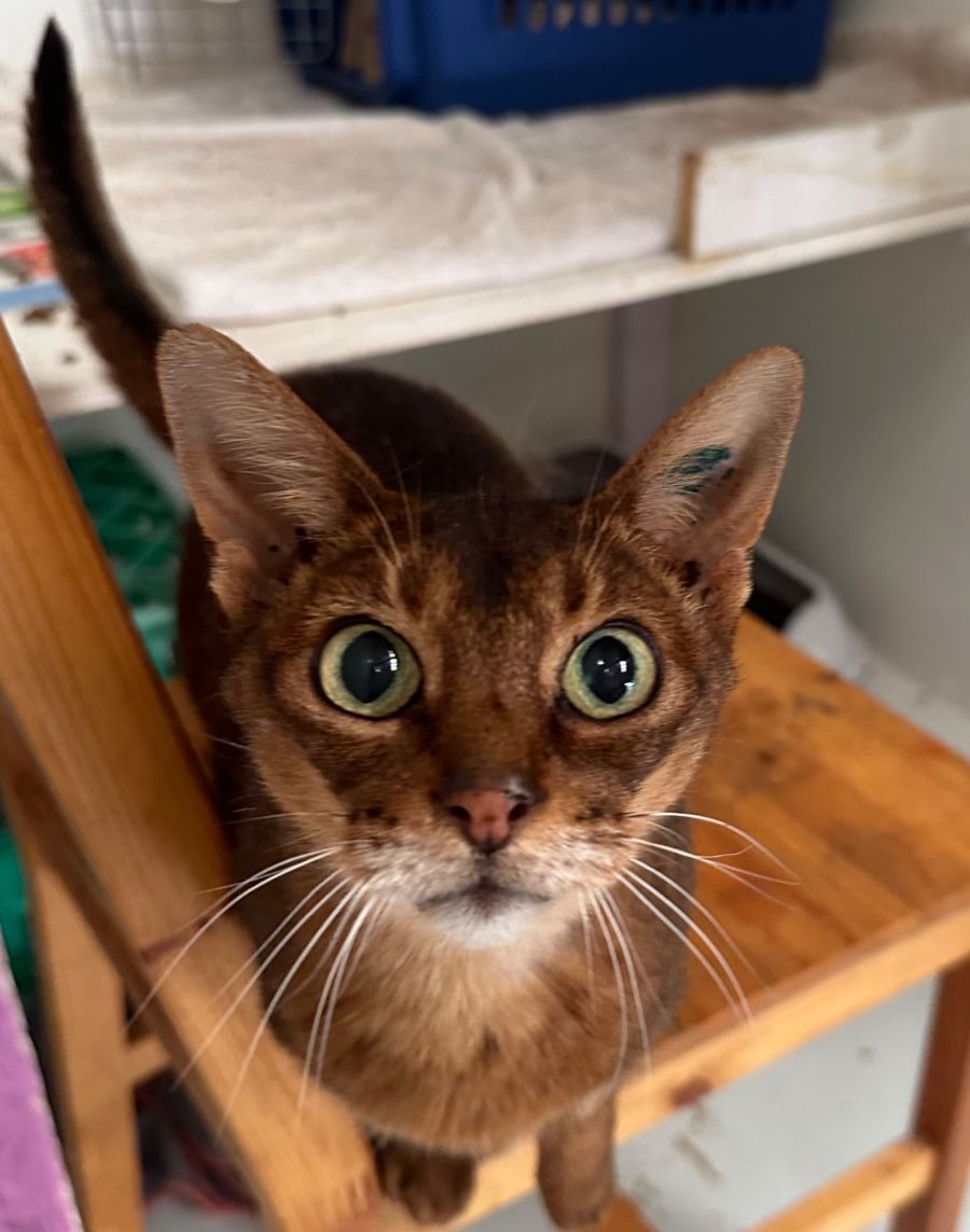 Hawke - Female Abyssinian Cat in VIC - PetRescue
