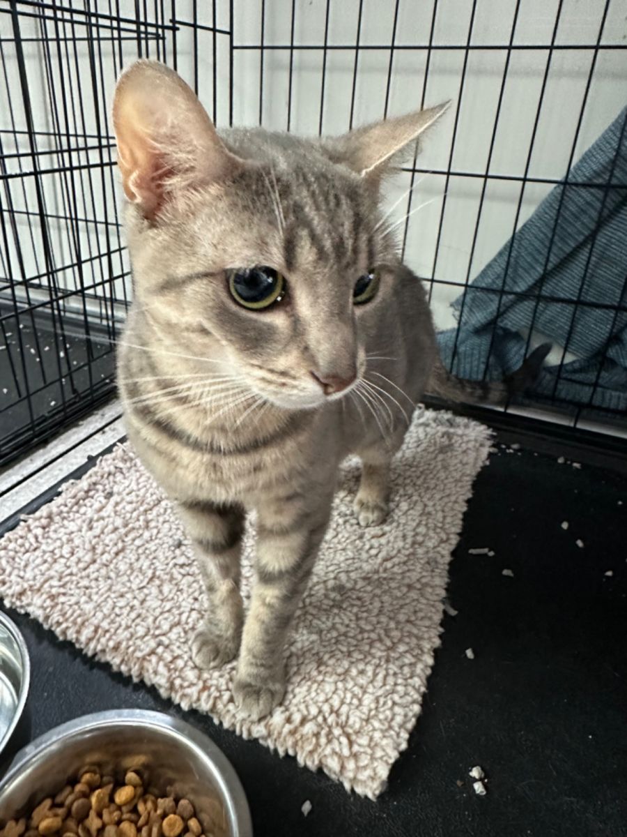 Edwina - Female Domestic Short Hair Cat in VIC - PetRescue