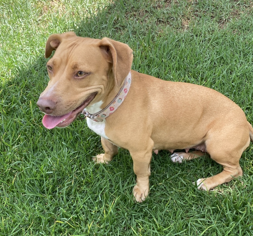 Raven - Medium Female Dachshund x American Staffordshire Bull Terrier ...