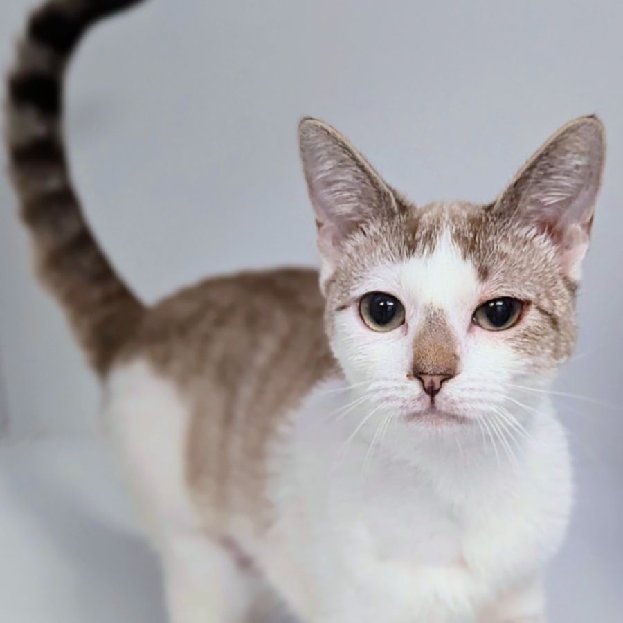 Katara - Female Domestic Short Hair Cat in NSW - PetRescue