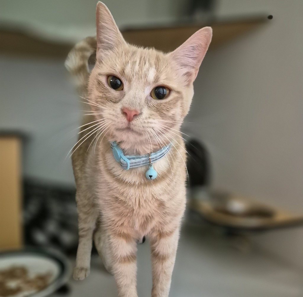 Sherbert - Female Domestic Short Hair Mix Cat in QLD - PetRescue