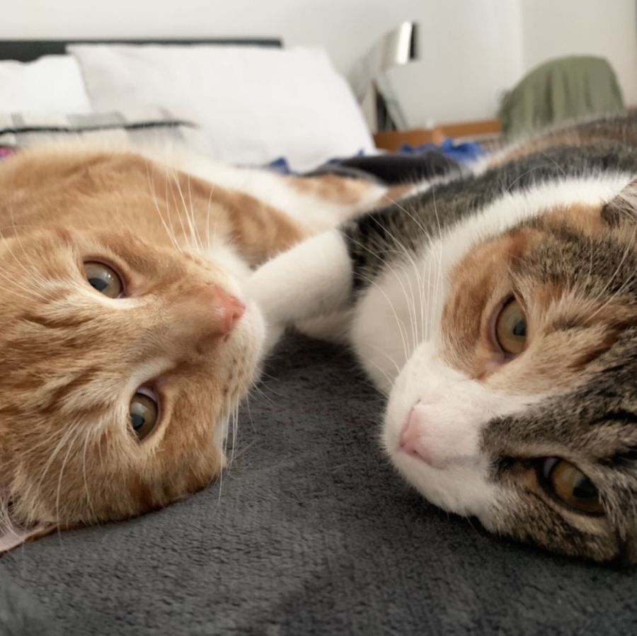 Rocky and Gypsy - Female Domestic Short Hair Cat in VIC - PetRescue