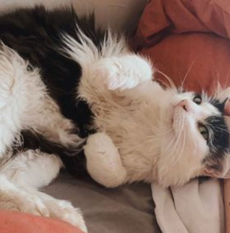 Indra - Female Domestic Long Hair Cat in VIC - PetRescue