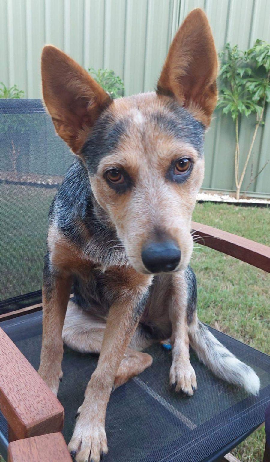 Layla - Medium Female Australian Cattle Dog Mix Dog in QLD - PetRescue